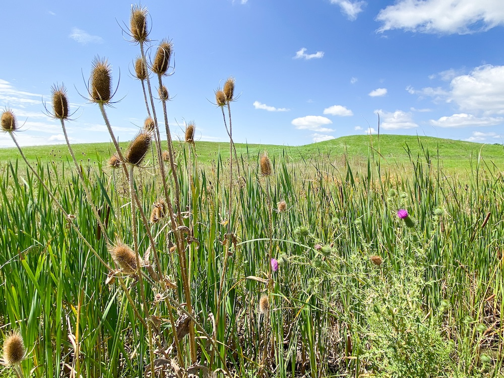 University Hosts Junior Trailblazer Trek - University High School